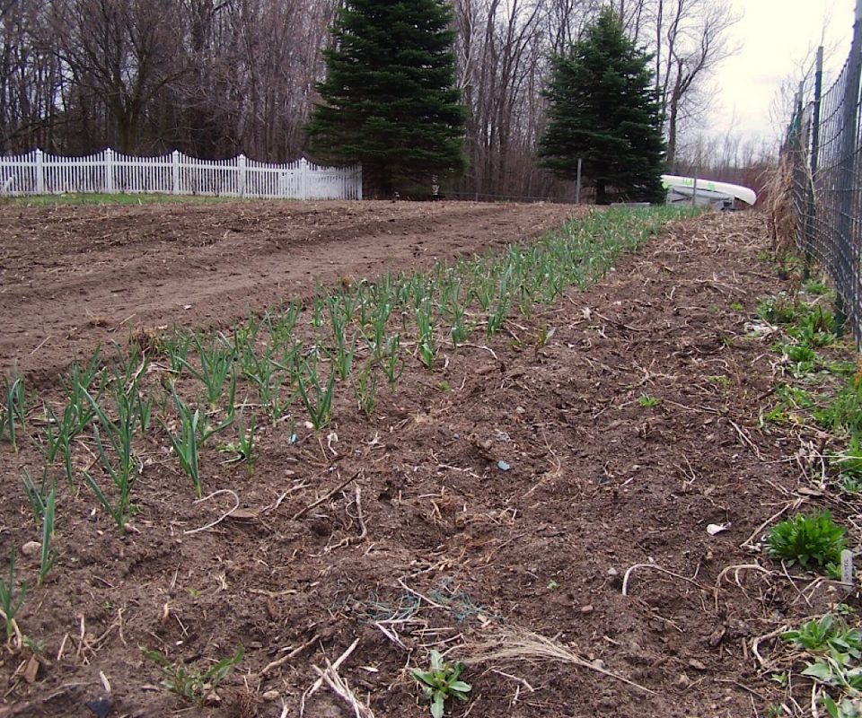 How to Grow a Salsa GardenHow to Grow a Salsa Garden and Make Salsa ...