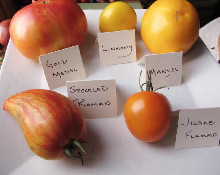 Best Tasting Heirloom Tomato Varieties: (sweetest to most robust ...