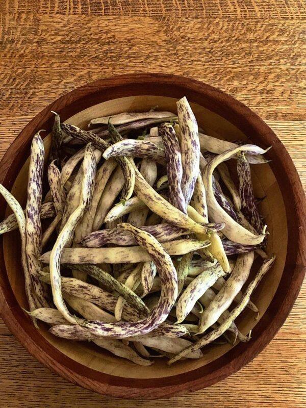 How to Grow and Cook Italian Flat Beans - Farm to Jar