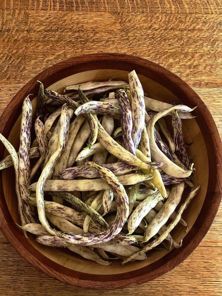 How to Grow and Cook Italian Flat Beans - Farm to Jar
