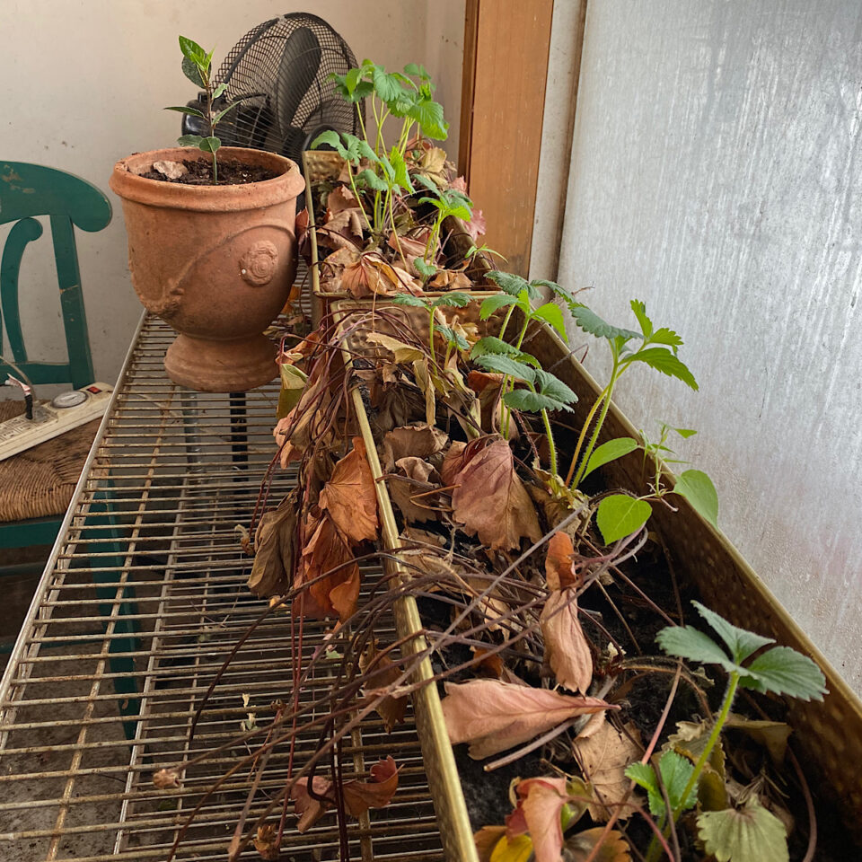 Overwintering Plants Grown in Pots: Indoors & Outdoors- Farm to Jar