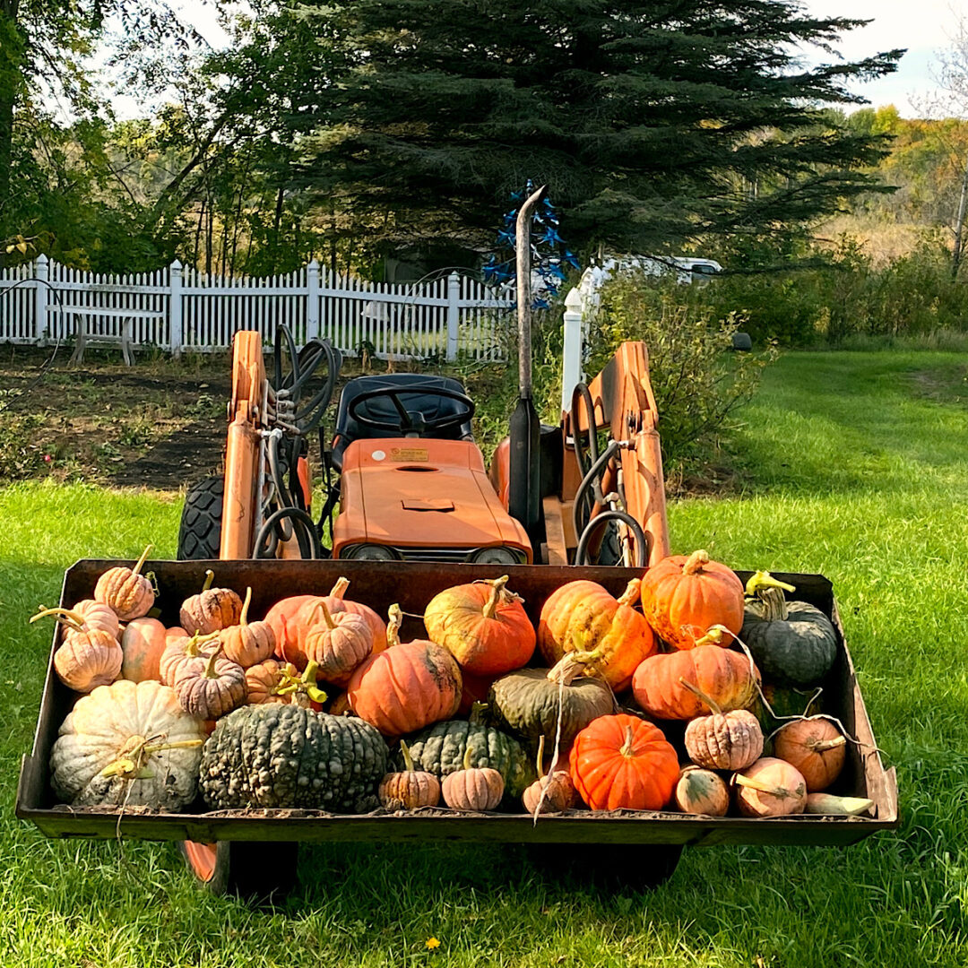 Italian Winter Squash: Growing and Cooking - Farm to Jar