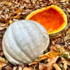 Italian Winter Squash: Growing and Cooking - Farm to Jar