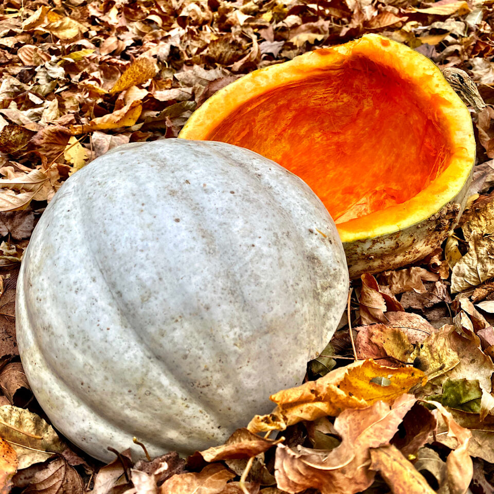 Heirloom Squash: Grow, Cook & Decorate - Farm to Jar