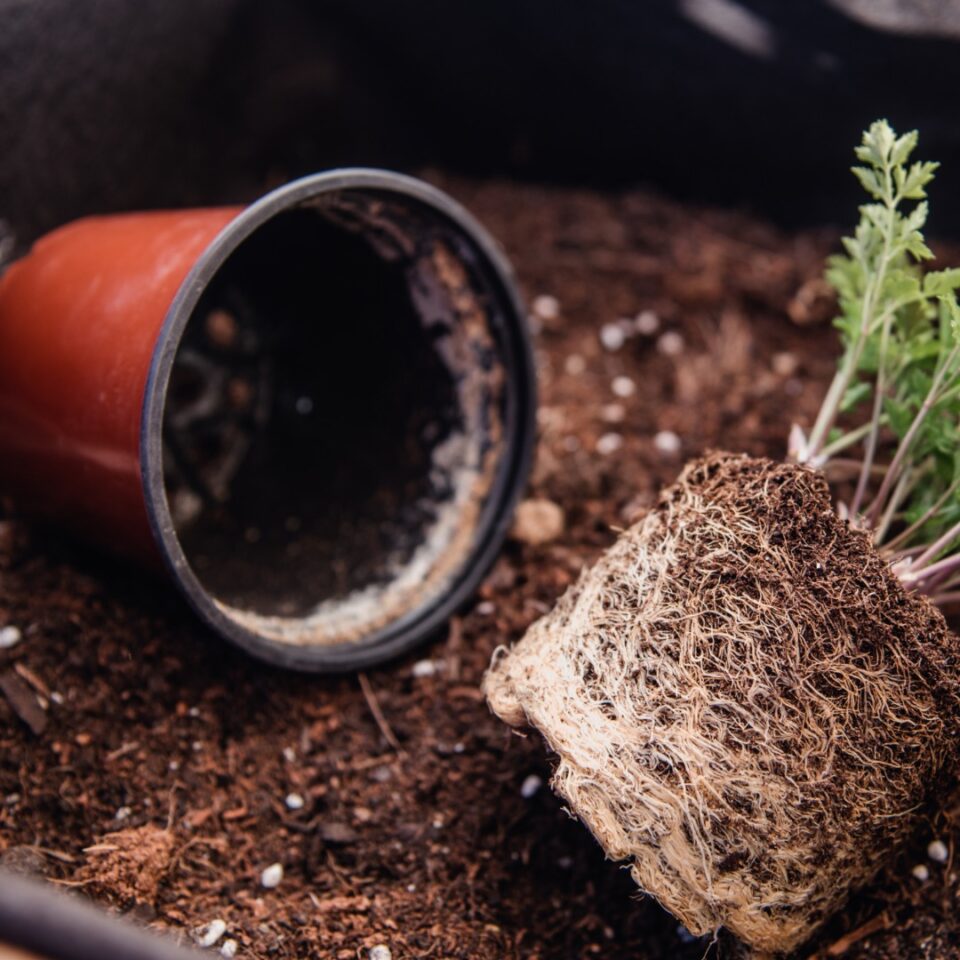 Root Bound Tomato Plants | Signs & Fixes - Farm to Jar