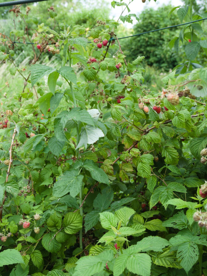 How To Grow the Sweetest Raspberries - Farm to Jar