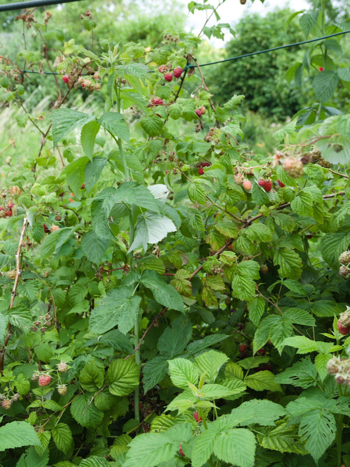 How To Grow the Sweetest Raspberries - Farm to Jar Food