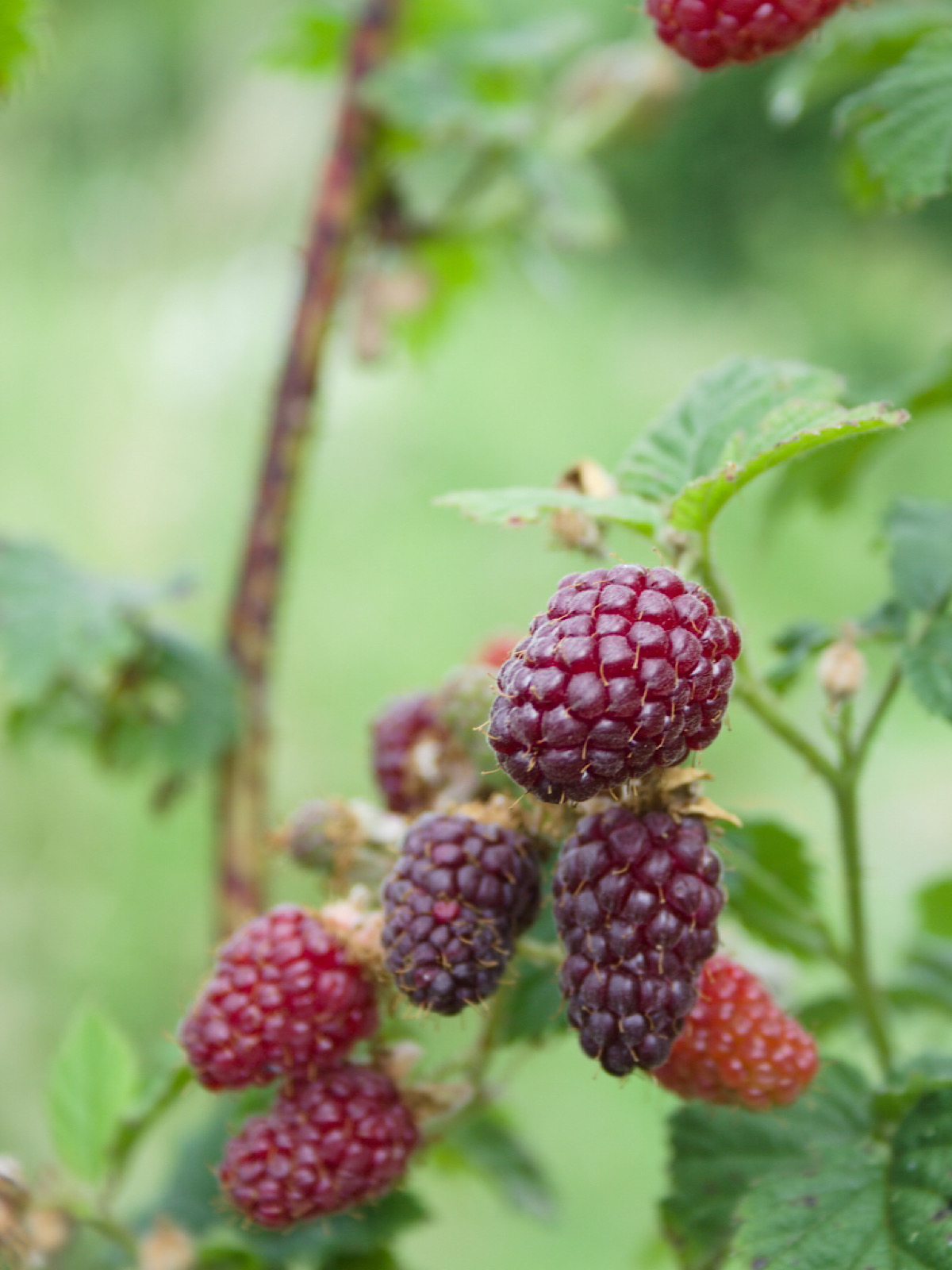 How To Grow the Sweetest Raspberries - Farm to Jar Food