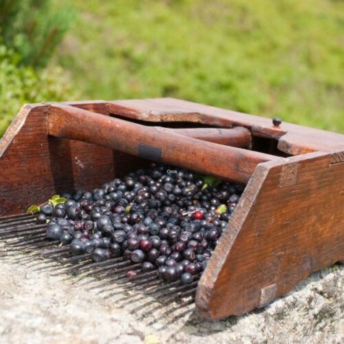 How to harvest blueberries for most sweetness - Farm to Jar