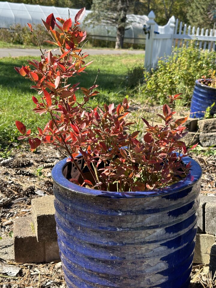 Growing Blueberries in Pots - Farm to Jar