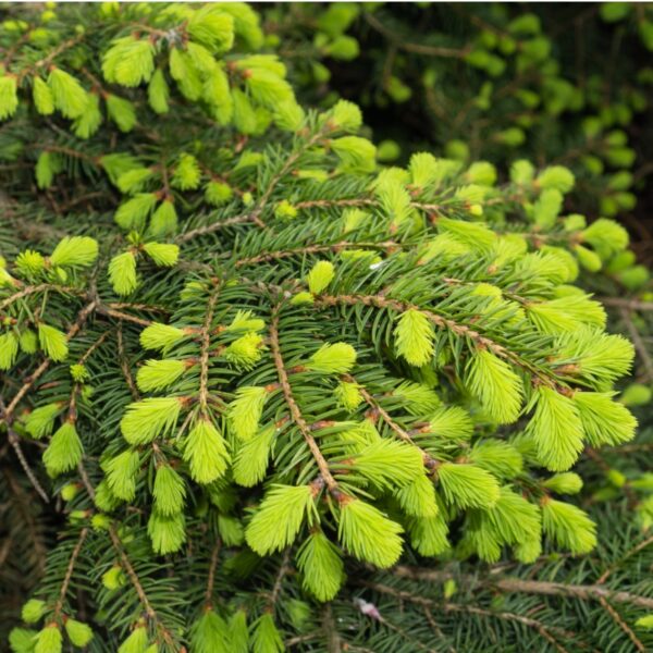 Foraging Spruce Tips and Using in Recipes- Farm to Jar