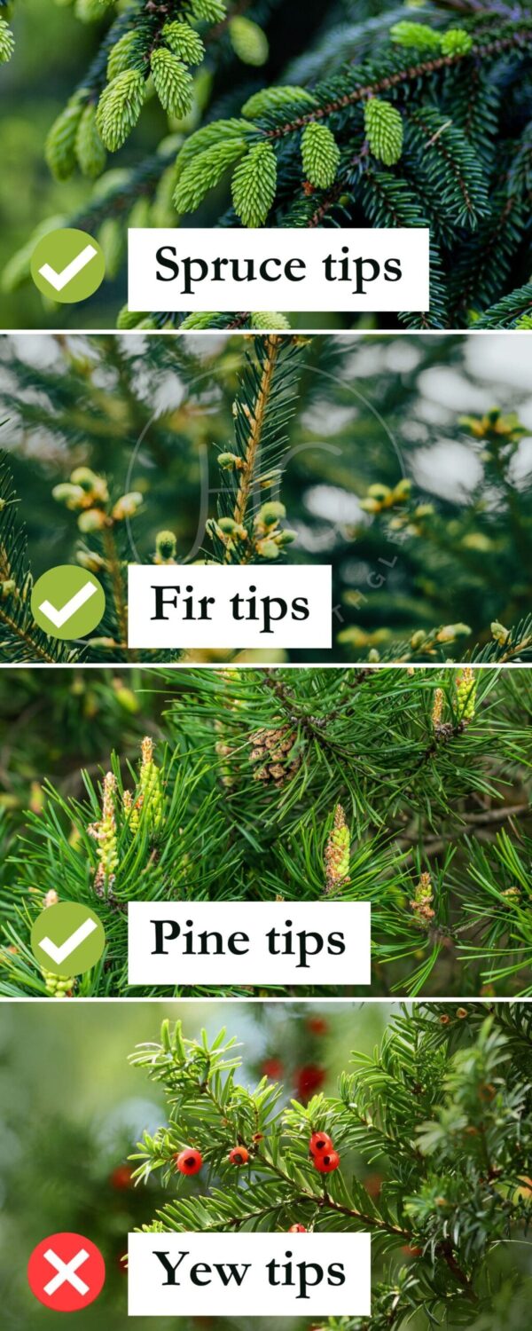 Creative Ways to Use Spruce Tips: + Spruce Tip Tea Recipe - Farm to Jar