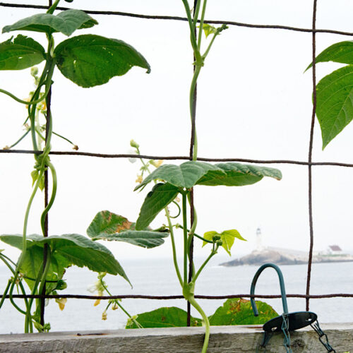 How to Grow and Cook Italian Flat Beans - Farm to Jar