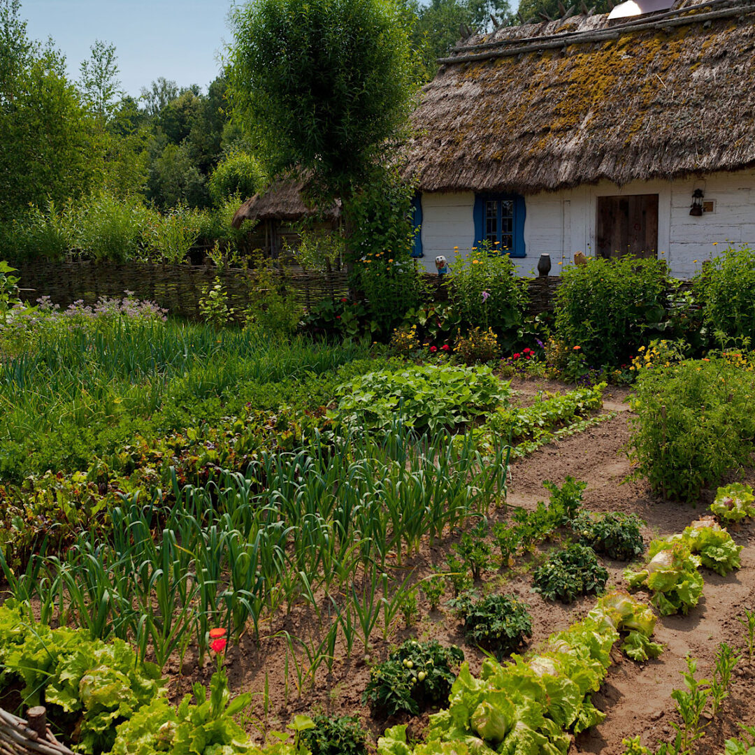 How to Grow Chicory: - Farm to Jar
