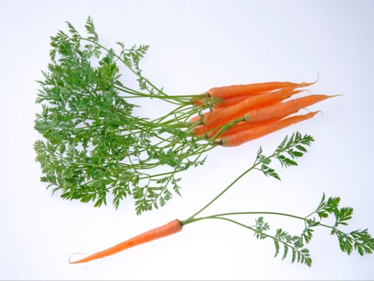 Mini-Vegetables for Urban Kitchen Gardens: (aka Baby Vegetables) - Farm ...