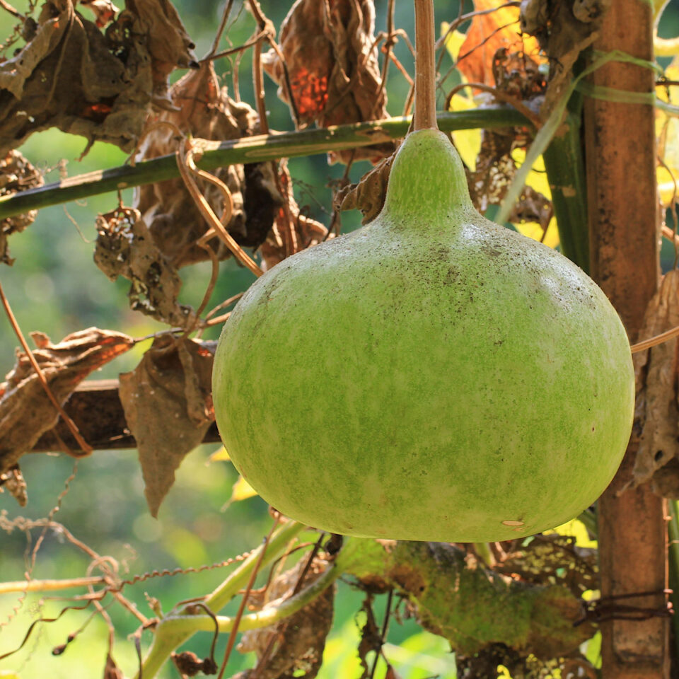 Winter Squash Varieties For the Italian Kitchen Garden - Farm to Jar