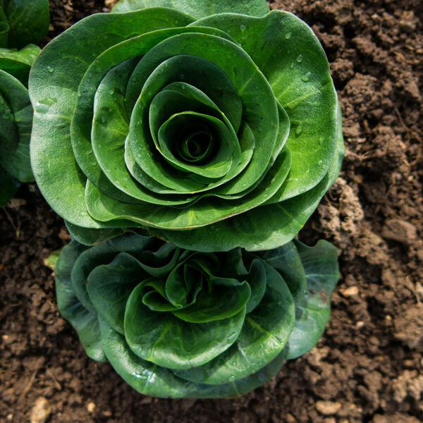 How to Grow Chicory: - Farm to Jar