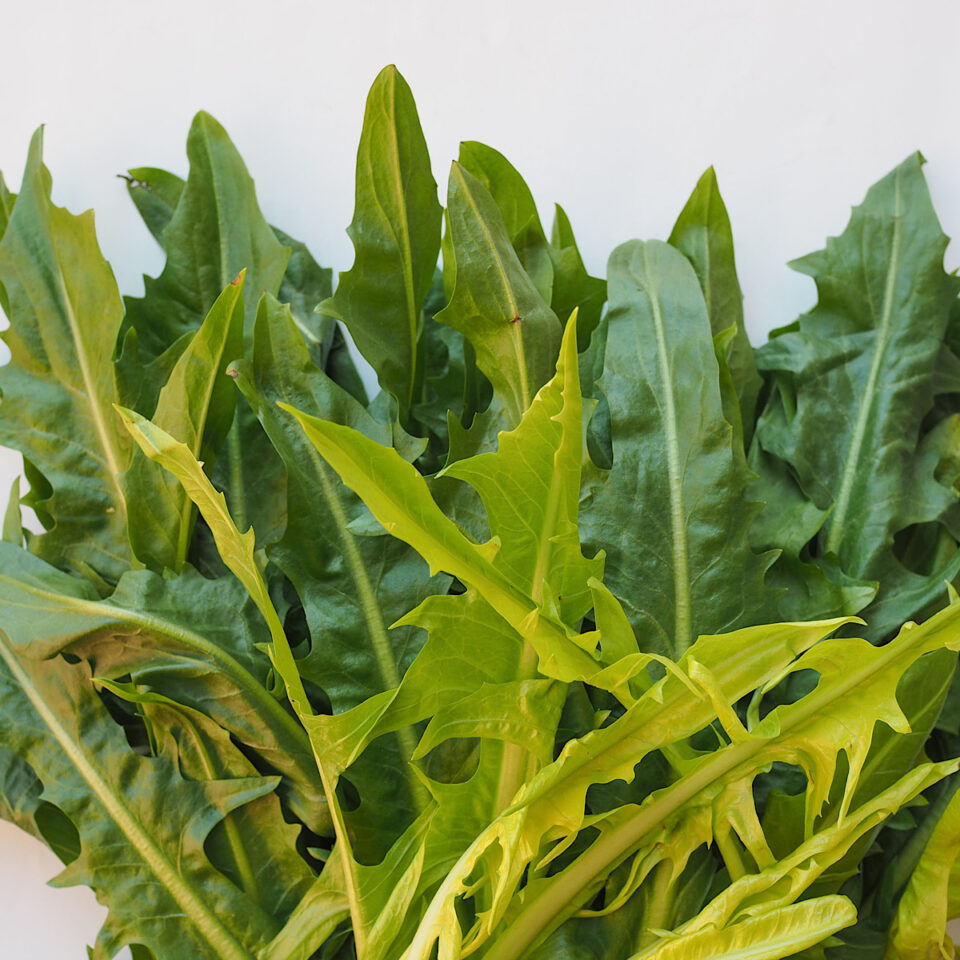 Chicory Varieties for the Italian Kitchen Garden: Growing & Cooking ...