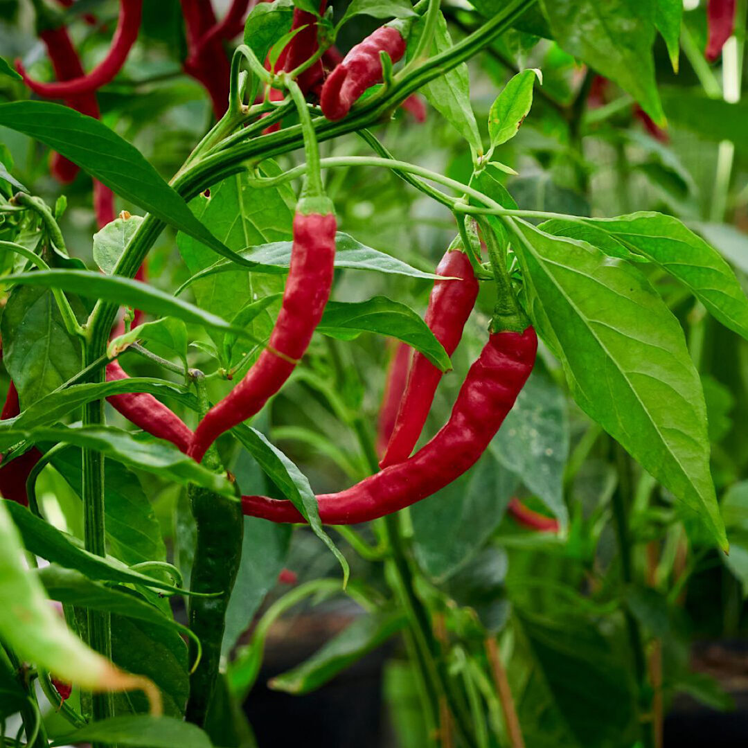 Best Pepper Varieties for the Italian Kitchen Garden - Farm to Jar