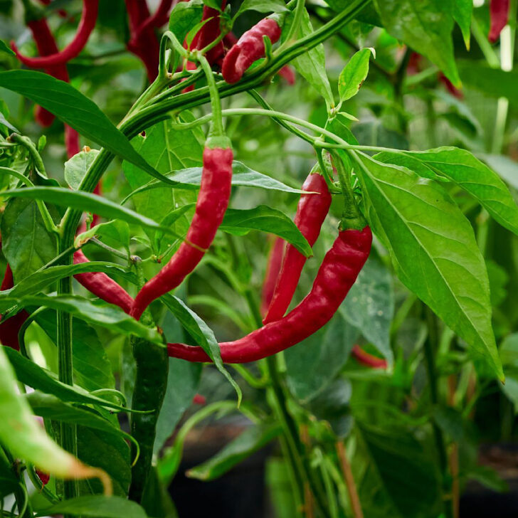 Best Pepper Varieties for the Italian Kitchen Garden - Farm to Jar