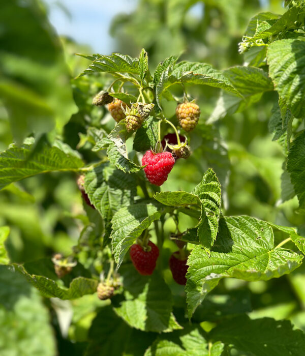 How to Grow the Sweetest Raspberries- Farm to Jar