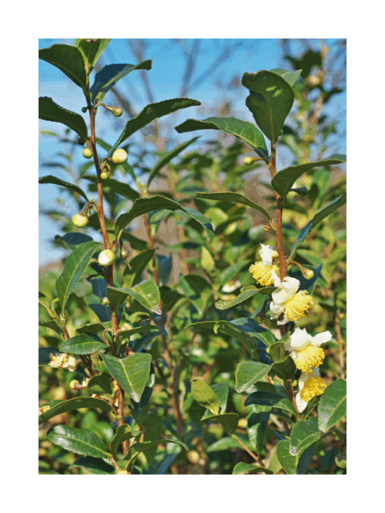 Can you Grow Tea in a Home Garden? - Farm to Jar