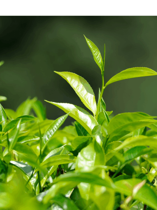 Can you Grow Tea in a Home Garden? - Farm to Jar